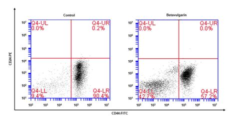 Effect Of Betavulgarin On The Proportion Of Cd44 High Cd24 Low Cells