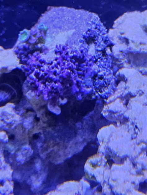 gsp closed r saltwateraquariumclub