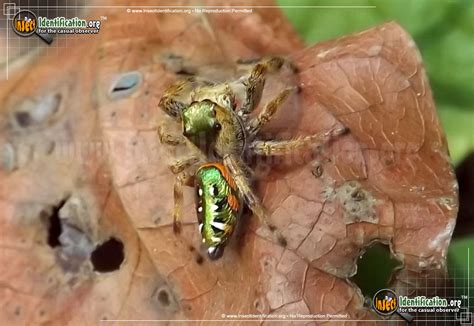 Emerald Jumping Spider Paraphidippus Aurantius