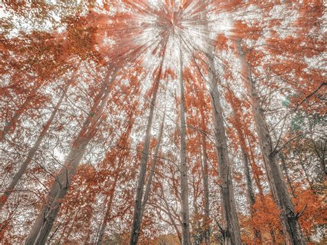 Forest Sun Free Photo On Pixabay Pixabay