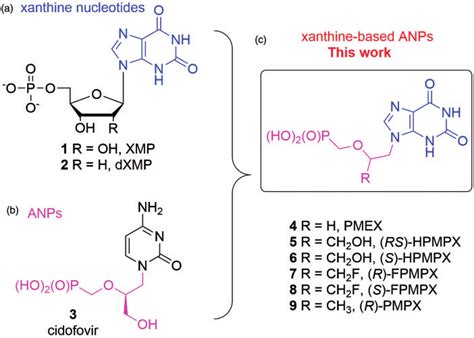 A Xanthine Based Nucleotides B Cidofovir An Example Of Acyclic