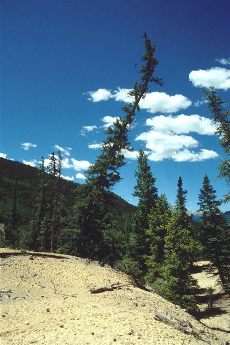 Example Of Tilted Tree Showing Vertical Growing After That Download Scientific Diagram