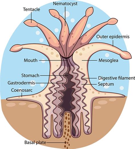 Coral Reef Diagram Labeled