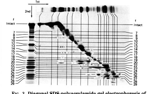 Figure 1 From Divalent Cation Modulation Of Fibronectin Binding To Heparin And To Dna