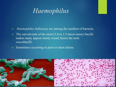 Gram Negative Cocco Bacilli Pptx