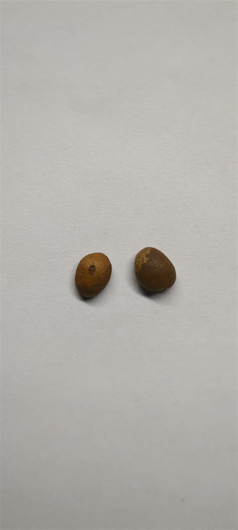 Robusta Coffee Bean Defects Instance Segmentation Model By Coffee Beans