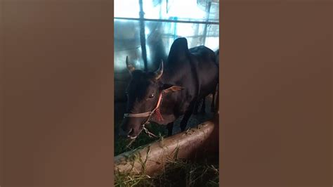কুরবানী ঈদের দেশি জাতের গরু। ২০২৫ সালের কোরবানি ঈদের গরু।কুরবানী ঈদের দেশী সার গরু নিহামিনহা