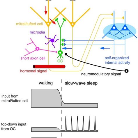 Neuronal Circuit Of The Olfactory System A A Picture Of The Mouse Download Scientific
