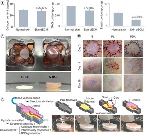Full Article Design And Bioprinting Of Decellularized Extracellular Matrix Based Bioinks For