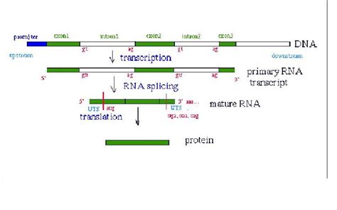 Signals Guiding The Pathway From Dna To Protein Download Scientific