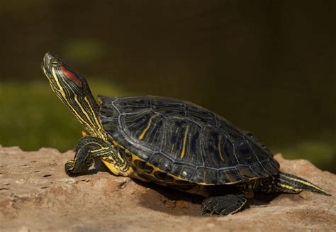 How Big Do Red Eared Sliders Get Size And Growth Chart More Reptiles
