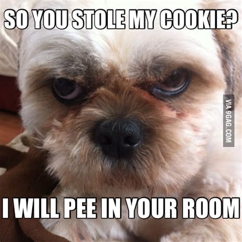 Annoyed Dog Meme