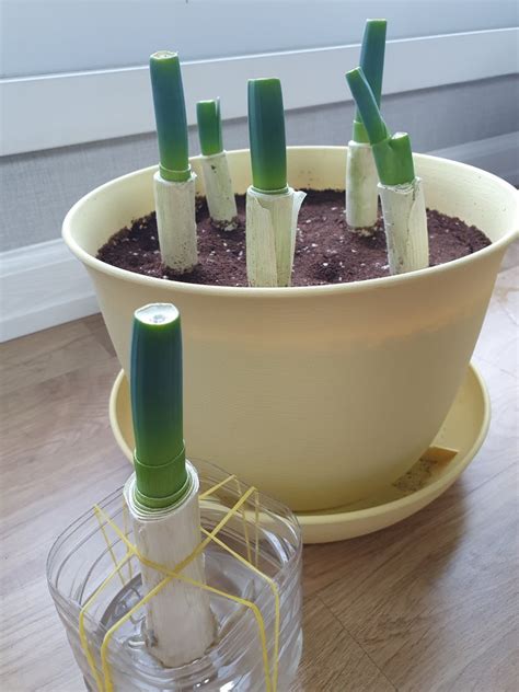 대파심는시기 대파모종 심기 파종시기 대파꽃 집에서 수경재배 대파키우기 네이버 블로그