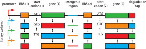 Where To Introduce Combinatorial Diversity In Bacterial Gene Network
