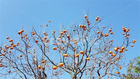 나무 감 가을 열매 추석 사진 이미지 일러스트 캘리그라피 창고지기작가