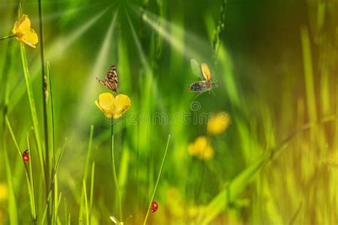 Natural Green Background With Flying June Bug Butterflies And Crawling Ladybugs In Sunlight