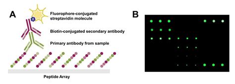 Covid 19 Protein Arrays Raybiotech