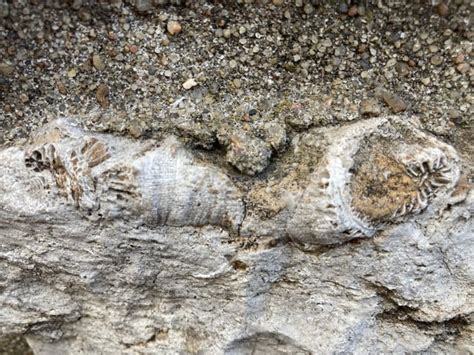 Limestone Fossils Missouri R Fossilid