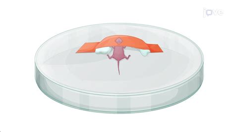 Video Transplantation Of Interneuron Precursor Cells Into The Brain Of A Mouse Pup Experiment