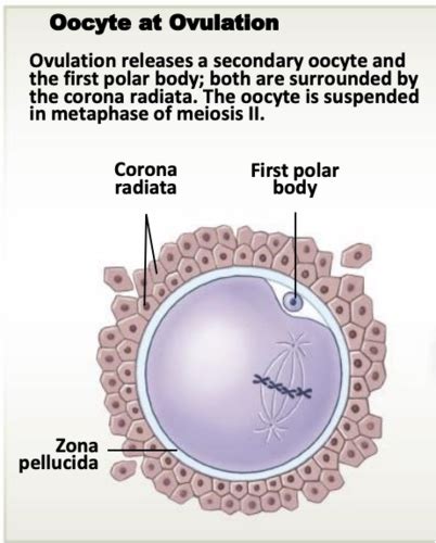Ob Anatomy Flashcards Quizlet