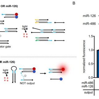 NOR Logic Gate Strand Displacement Scheme And Activation Through Download Scientific Diagram
