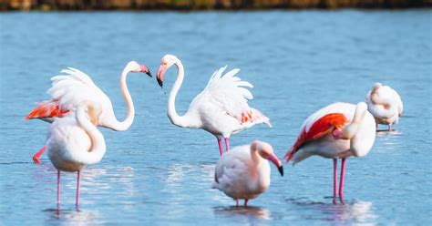 Parque Natural De La Albufera Des Grau Senderismo Y Observación De