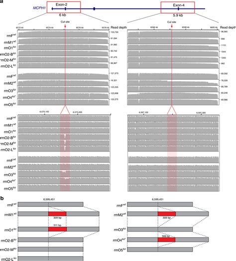 Long Read Sequencing Analysis Of The Sgrna Targeted Regions A The Two Download Scientific