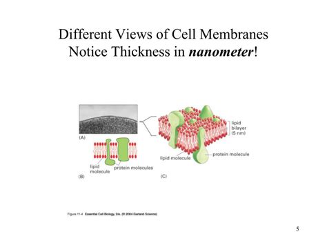 Ppt Cell Membranes Powerpoint Presentation Free Download Id2095308