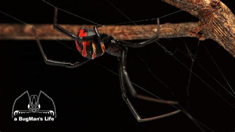 Pi Pi And Pico Pi Issue 3