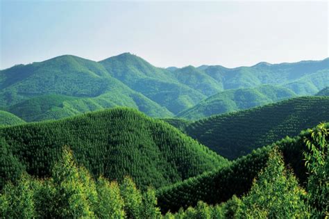 碳汇开发 森工集团