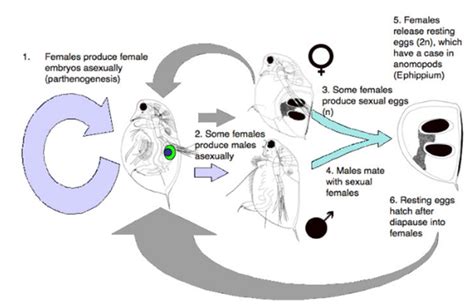 Parthenogenesis Diagram