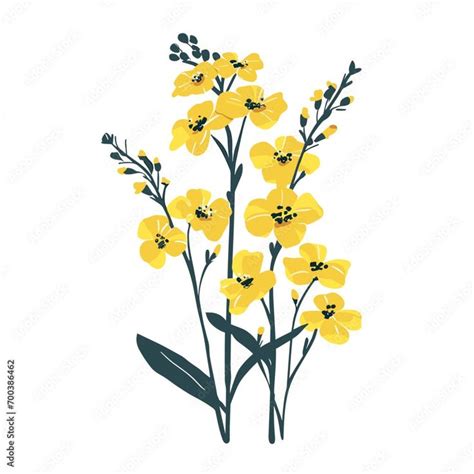 菜の花のベクターイラスト Stock ベクター Adobe Stock Nel 2024
