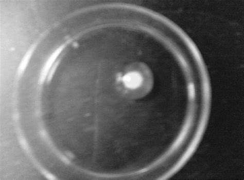 A Photographic Image Of A Compression Coated Tablet From F7 At The End Download Scientific