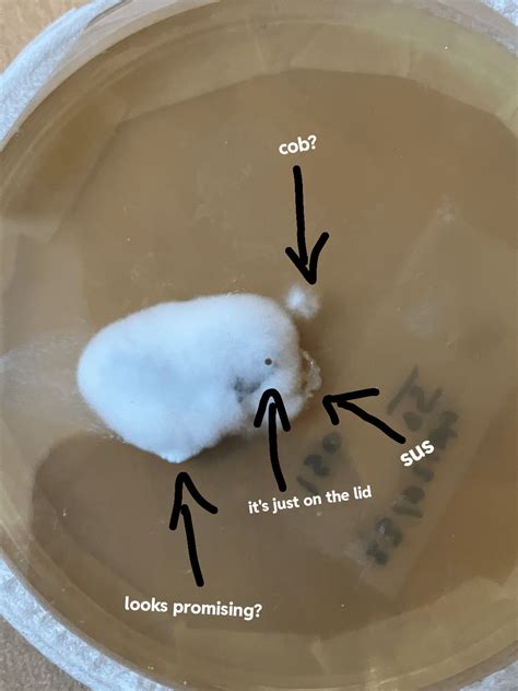 Actives Cube Cloning Attempt How Do We Look 3 Days R