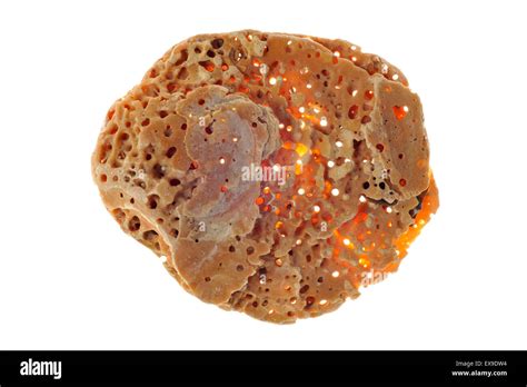 Holes In Shell Hi Res Stock Photography And Images Alamy