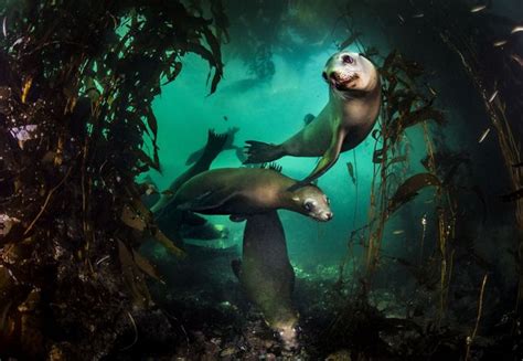 The Vanishing Kelp Forest