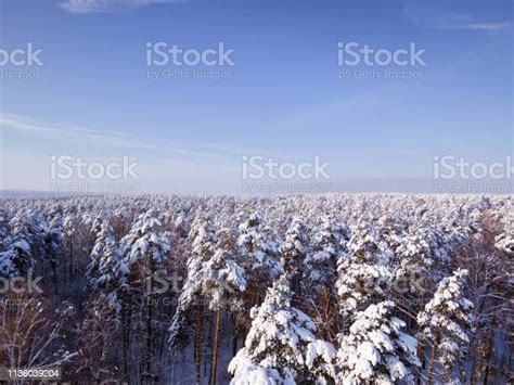 공중 겨울 숲 보기입니다 조류 눈 보기 무인 항공기 풍경 위의 비행 눈에 하얀 나무 푸른 하늘 0명에 대한 스톡 사진 및 기타 이미지 Istock
