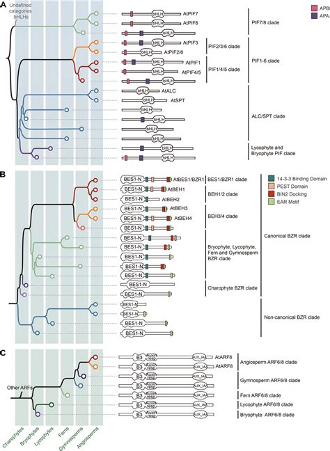 The Advantages Of Crosstalk During The Evolution Of The Bzr1 Arf6 Pif4 Bap Module Diao
