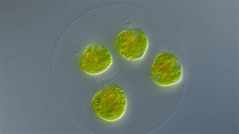 Haematococcus Sp Youtube