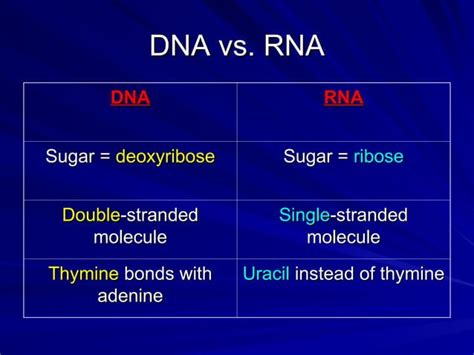 Process Of Deoxyribose Nucleic Acid Replicationppt