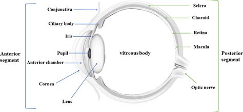 The Anatomy Of Ocular System The Anterior Segment Involves