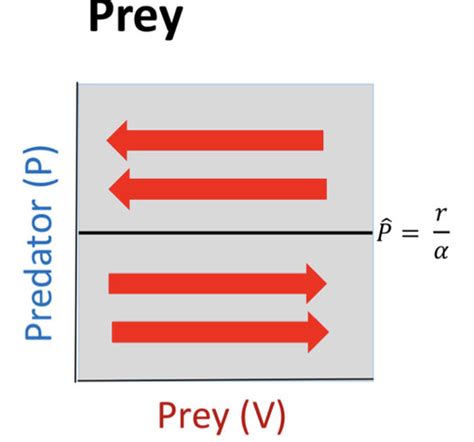 Biol 313 Predation Model Flashcards Quizlet