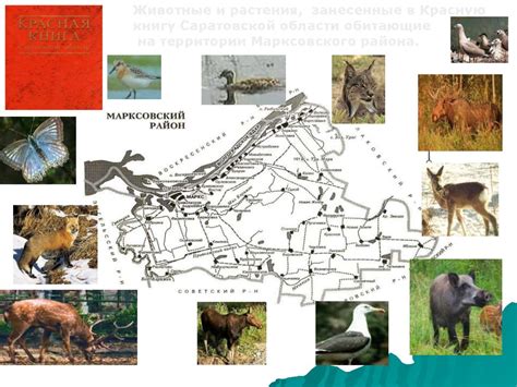 Животные и растения занесенные в Красную книгу Саратовской области презентация онлайн