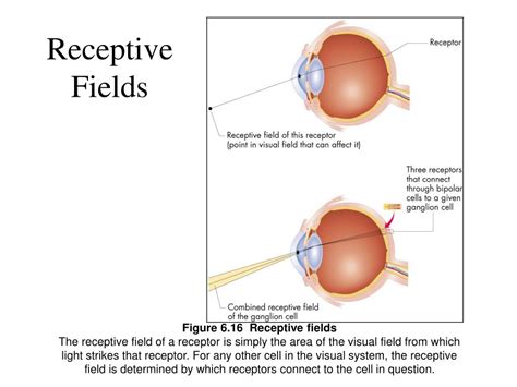 PPT Visual Fields PowerPoint Presentation Free Download ID