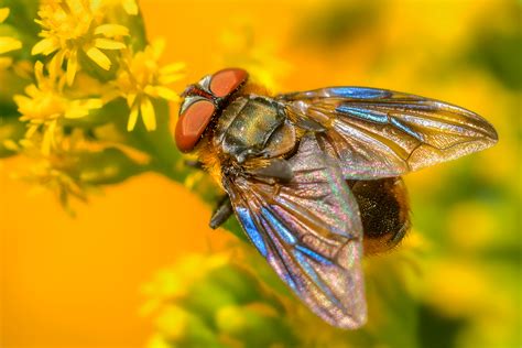 Dicker Brummer Foto And Bild Spezial Makro Sonne Bilder Auf Fotocommunity