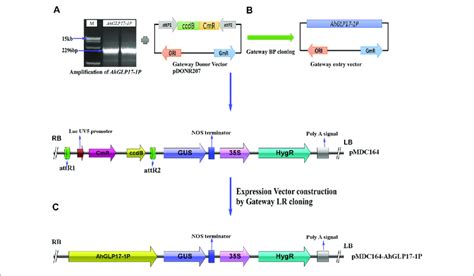 Construction Of Vectors Using The Backbone Of Pmdc164 Vector By Download Scientific Diagram