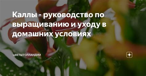 Каллы руководство по выращиванию и уходу в домашних условиях Домашний сад 🪴 Всё о комнатных