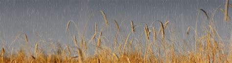 Indian Monsoon Variability Its Impact On The Indian Economy Cii Blog