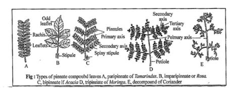 Pinnately Compound Leaf Diagram
