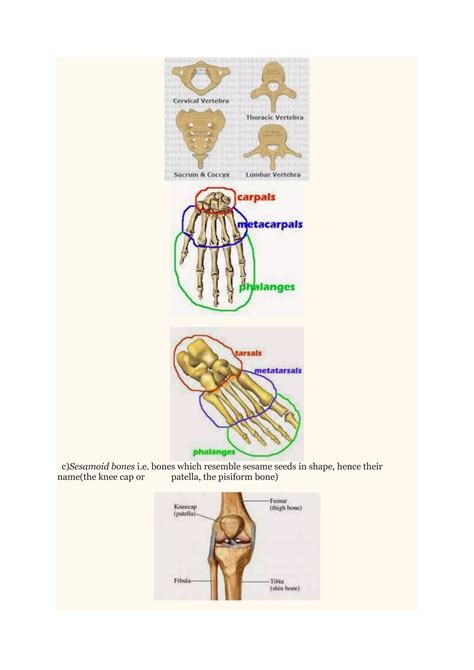 Bone Classification Docx